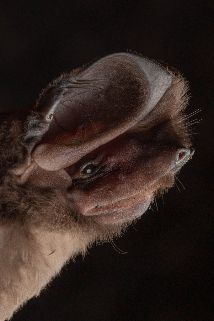 Western Mastiff Bat (Eumops perotis californicus) - Know Your Mammals