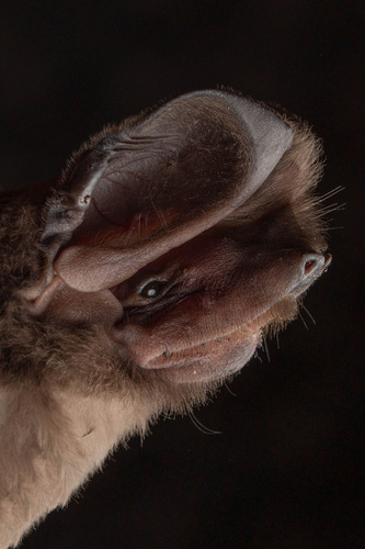 Western Mastiff Bat (Eumops perotis subsp. californicus)