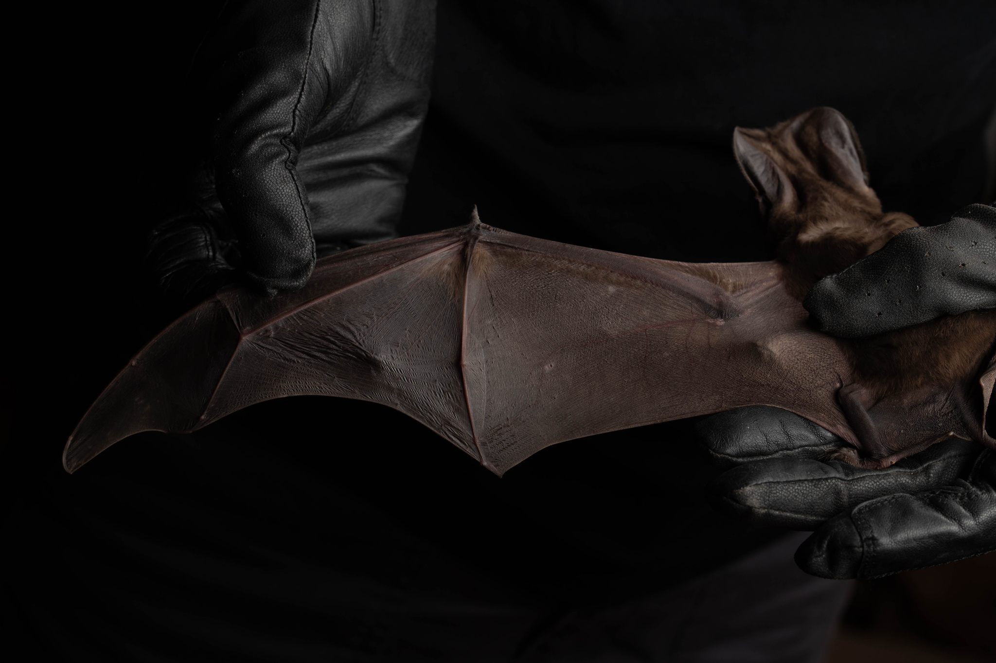 Eumops perotis (Schinz, 1821)