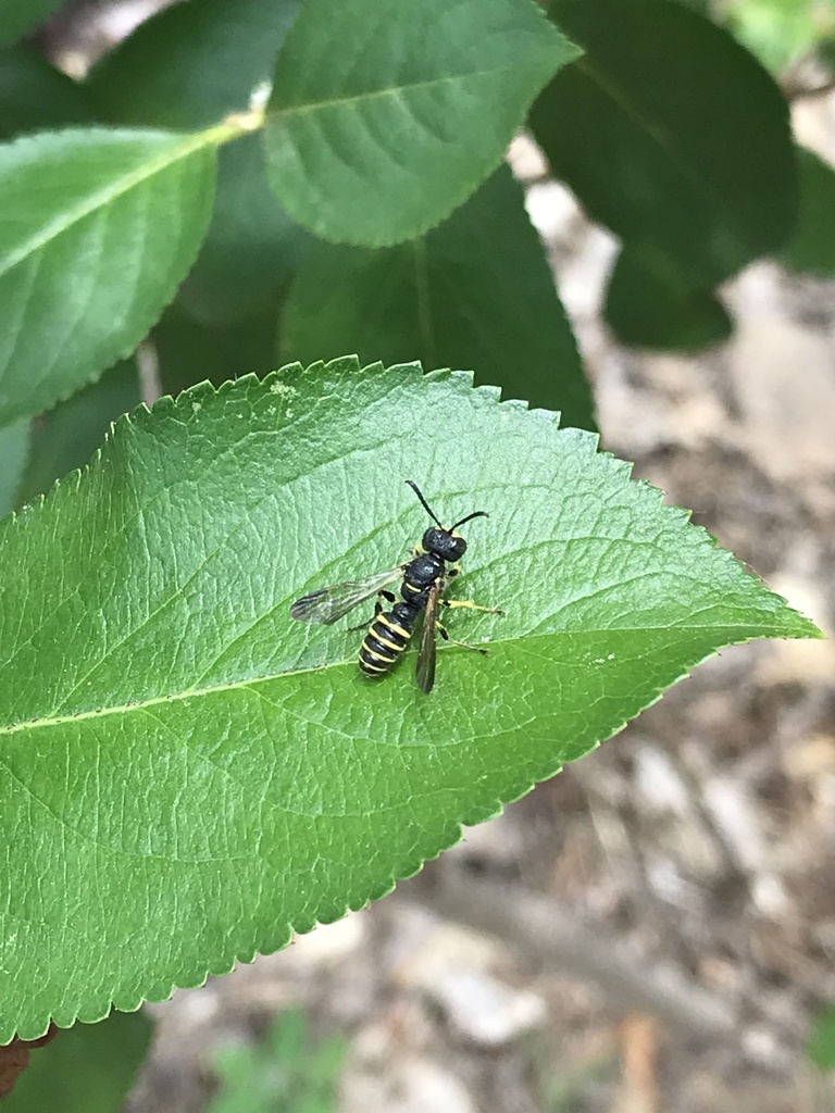 Typical Weevil Wasps and Allies from Center Rd, Circle Pines, MN, US on ...