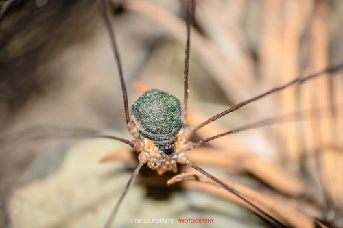 Opilión verde o segador (Leiobunum viridorsum)