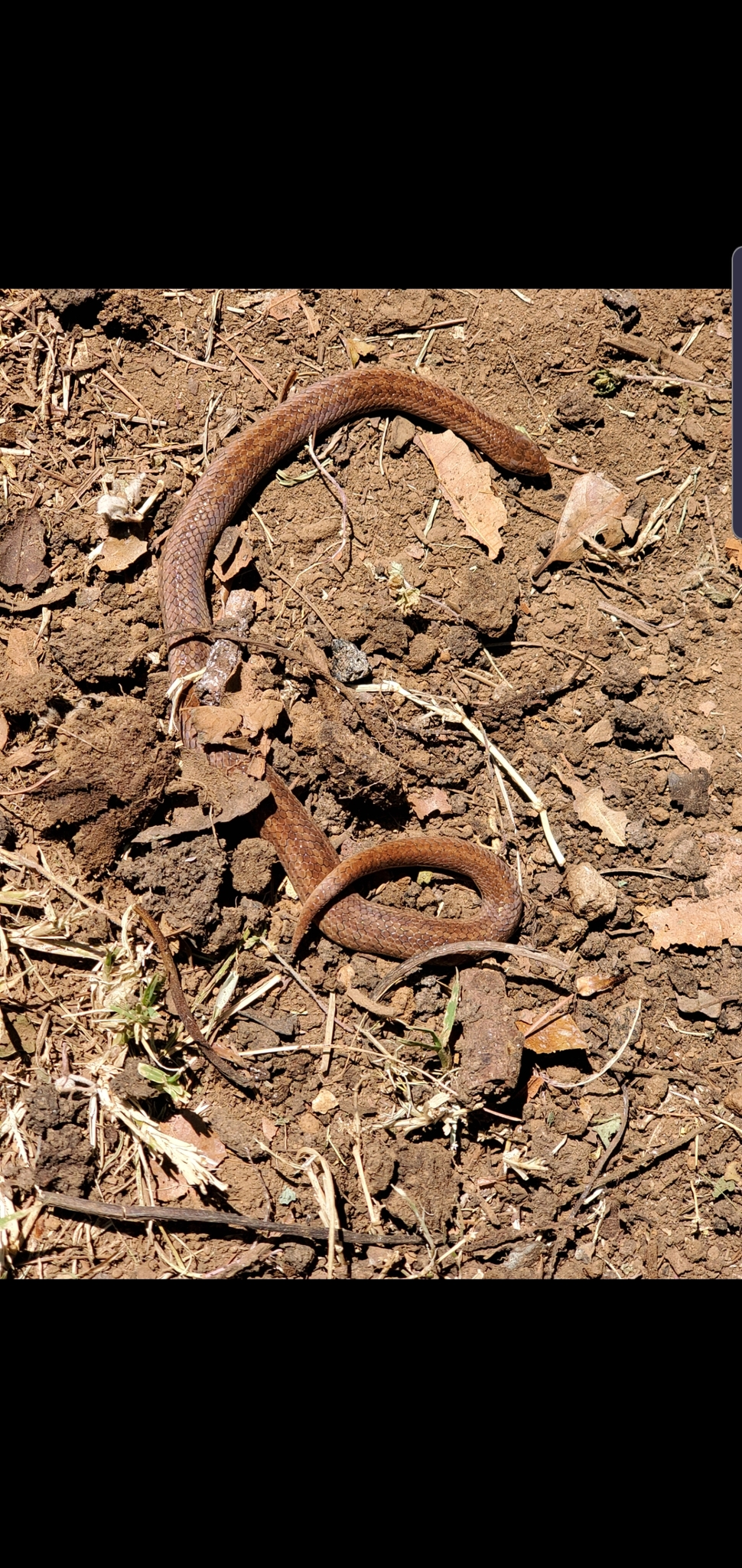 Conopsis biserialis (Taylor & Smith, 1942)