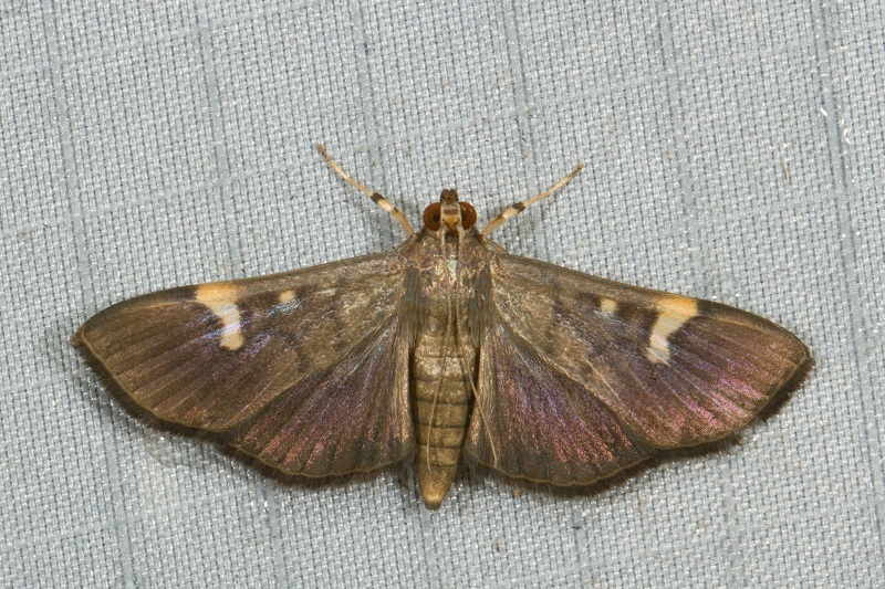 Patania concatenalis from Stephens Place, Frasers Hill (2) on February ...