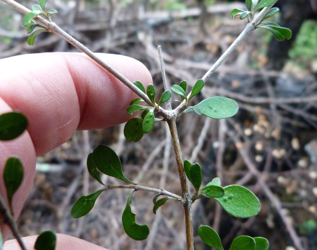 Coprosma rigida from View Hill 7495, New Zealand on March 3, 2018 at 04 ...