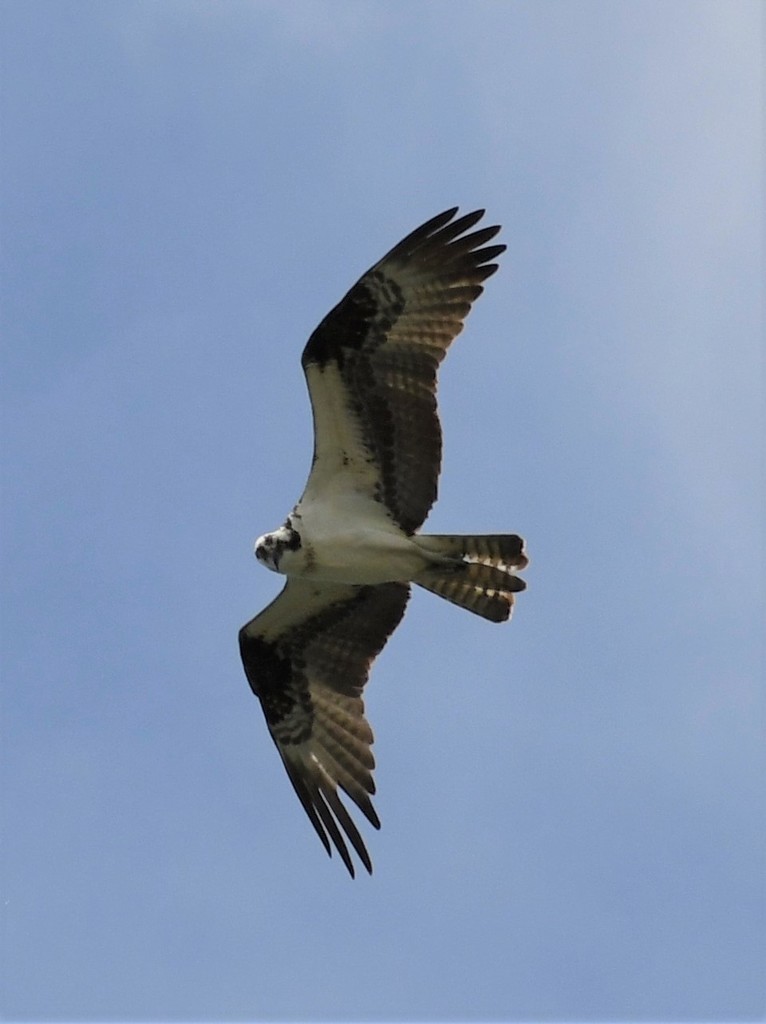 Osprey from Barber Valley, Boise, ID, USA on May 27, 2021 at 01:05 PM ...
