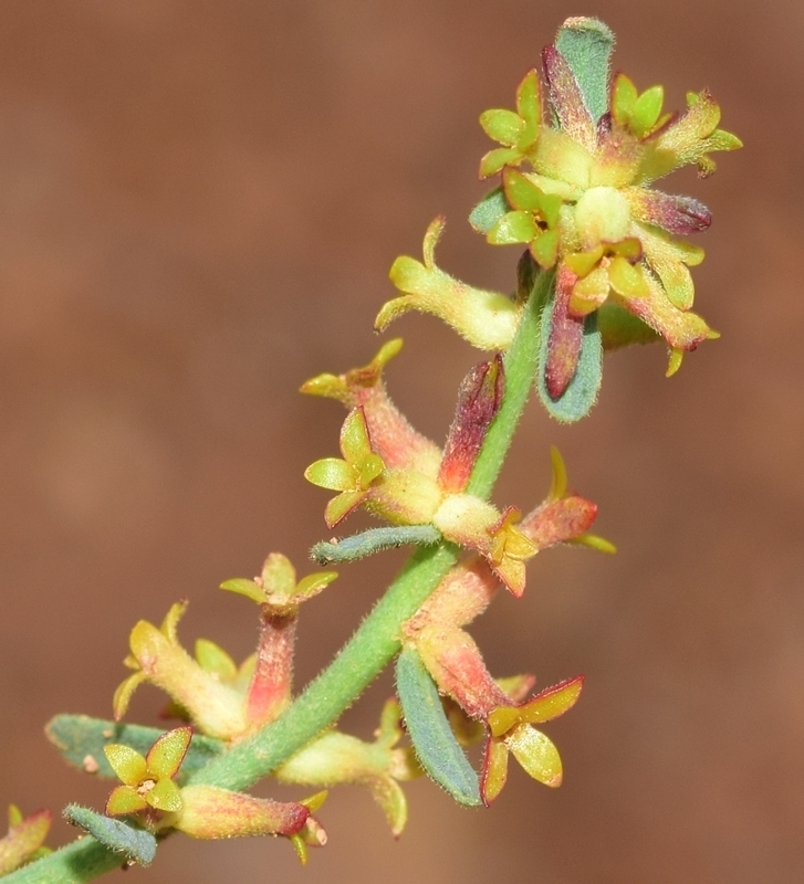 (Thymelaea pubescens elliptica) - Botanical Realm