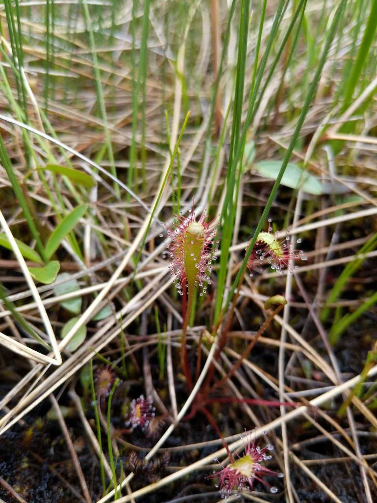 Great Sundew in June 2021 by Alex Graeff · iNaturalist