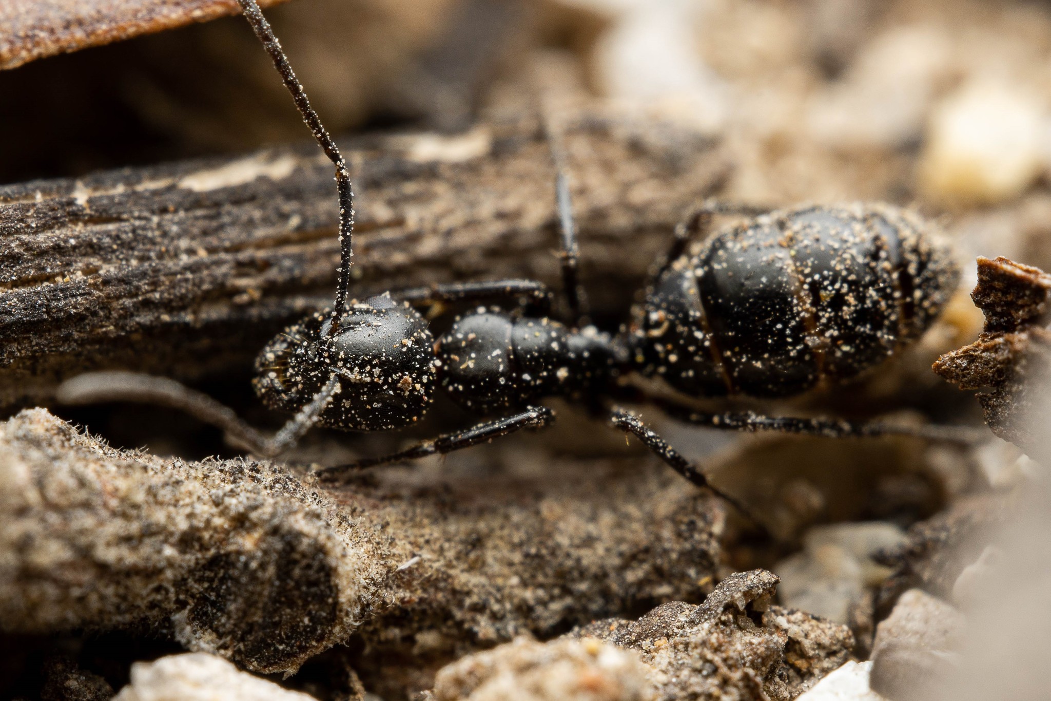 Camponotus hyatti Emery, 1893