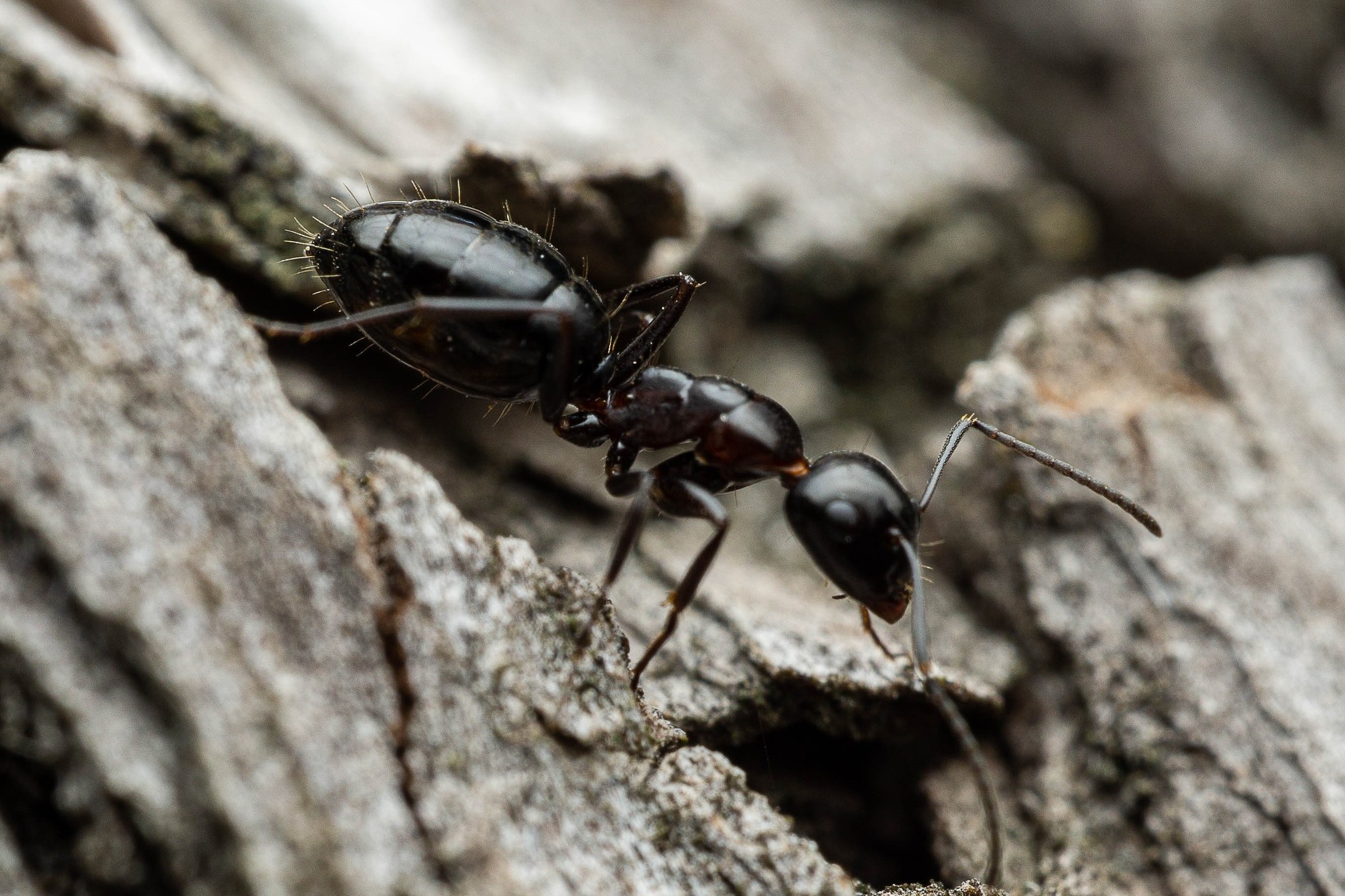 Camponotus hyatti Emery, 1893