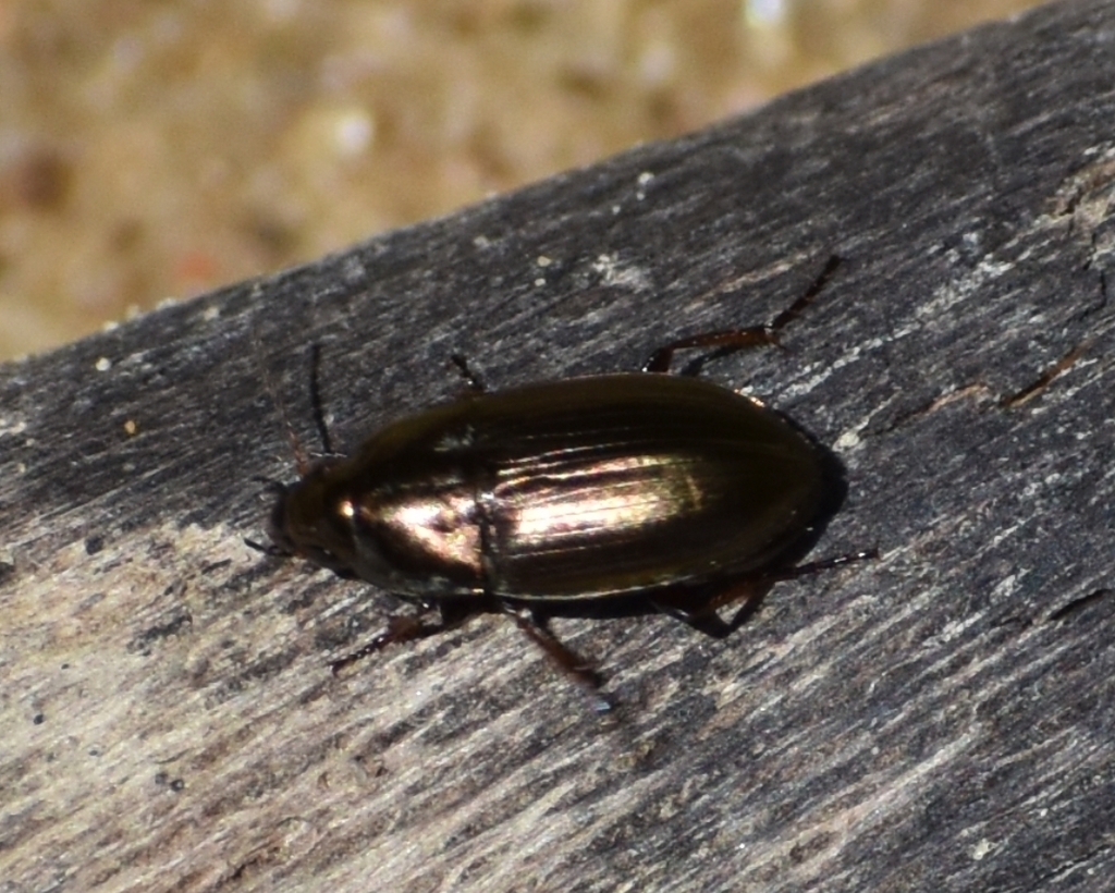 Common Sun Beetle from Edgemere, MD 21219, USA on June 25, 2021 at 11: ...