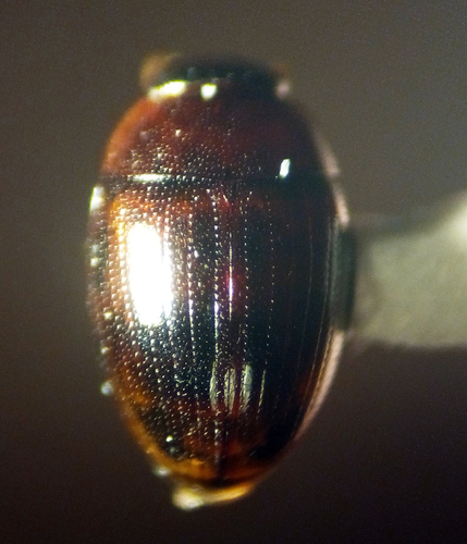 Cercyon assecla · iNaturalist