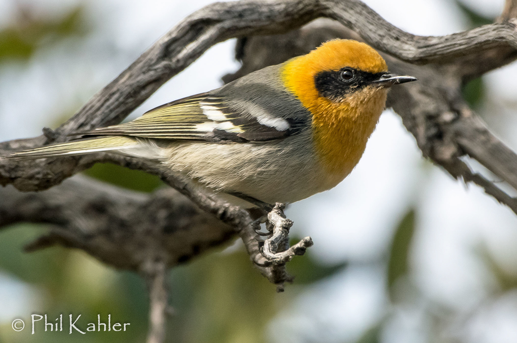 Ocotero enmascarado (AVES DEL XITLE) · iNaturalist