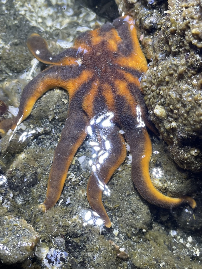 Striped Sun Star from Fauntleroy Ferry Terminal, Seattle, WA, US on ...