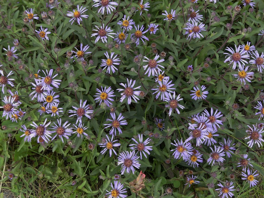 Siberian Aster from Division No. 15, AB, Canada on July 23, 2018 at 01: ...