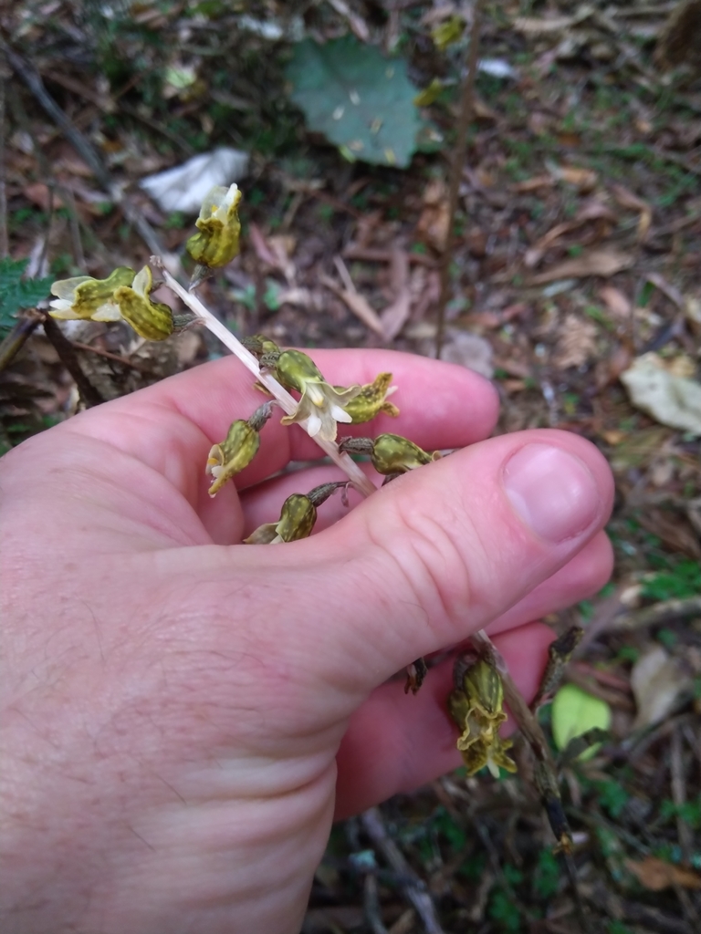 Gastrodia molloyi from Raetihi 4632, New Zealand on January 27, 2020 at ...