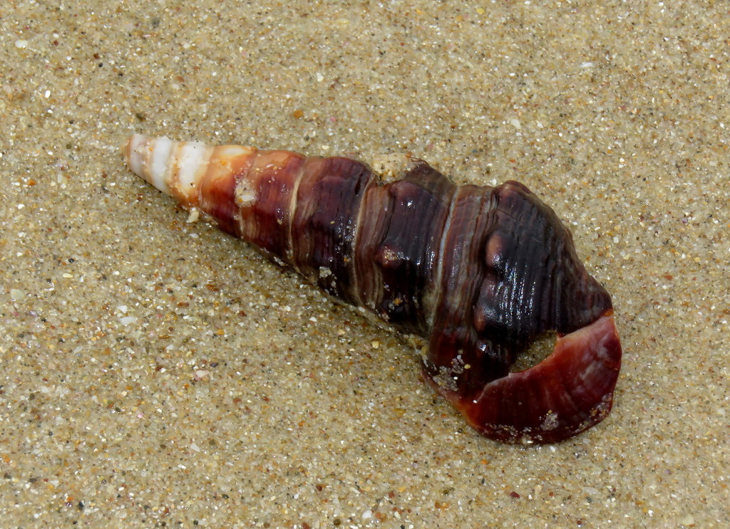 Hercules Club Mud Whelk (Marine invertebrates of Randwick costal area ...