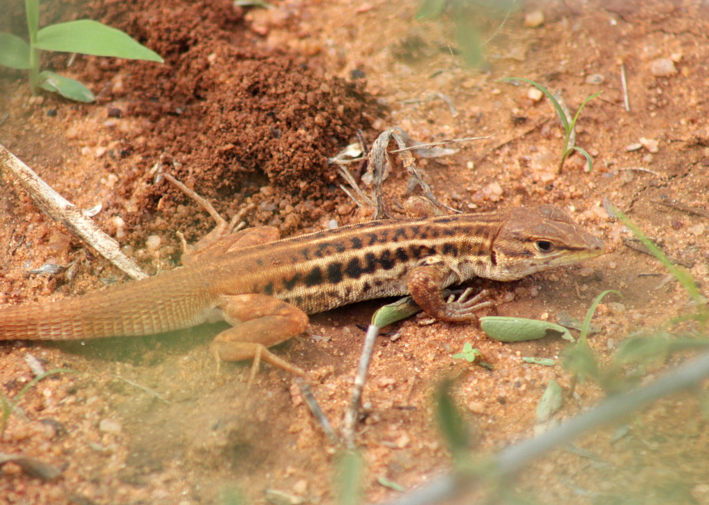 Bushveld Lizard from Tuli Block, Botswana on March 2, 2018 at 09:38 AM ...