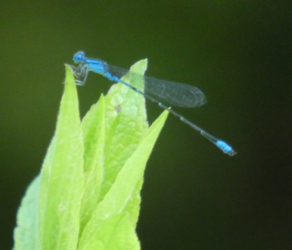 Slender Bluet from Baltimore County, MD, USA on June 24, 2021 by ...