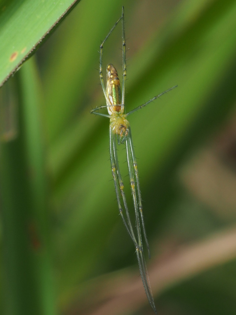 Orchard Spiders and Allies from Kwun Tong, HK on March 04, 2018 by ...