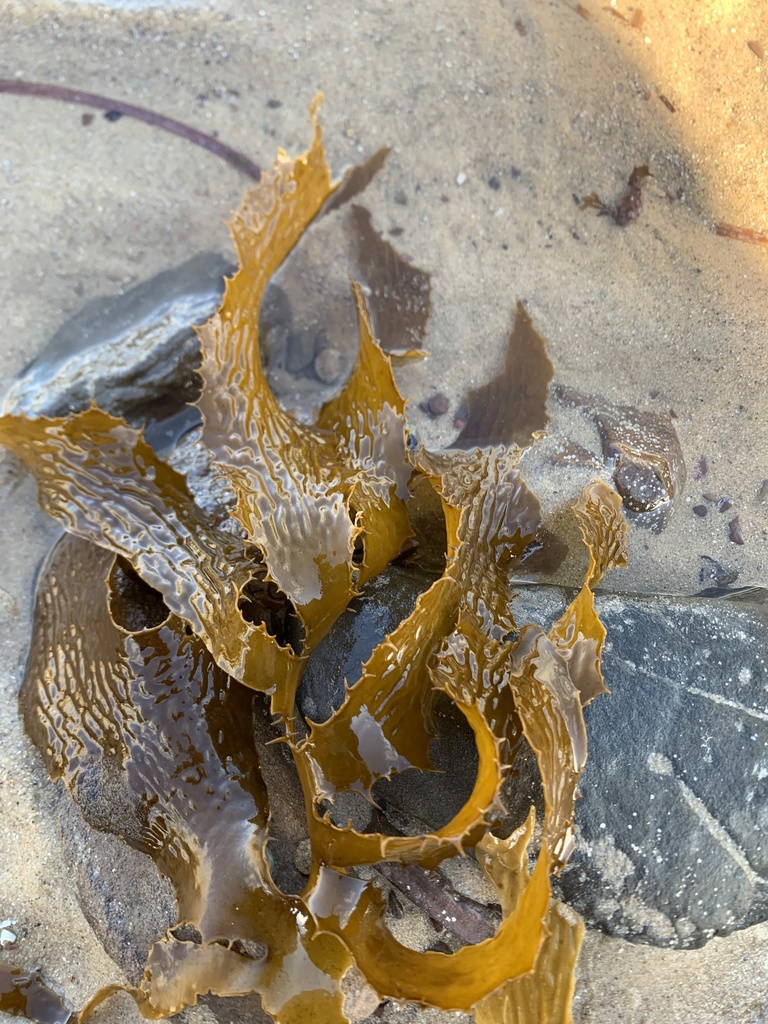 Common Kelp from Gulf St Vincent, SA, AU on June 26, 2021 at 09:54 AM ...
