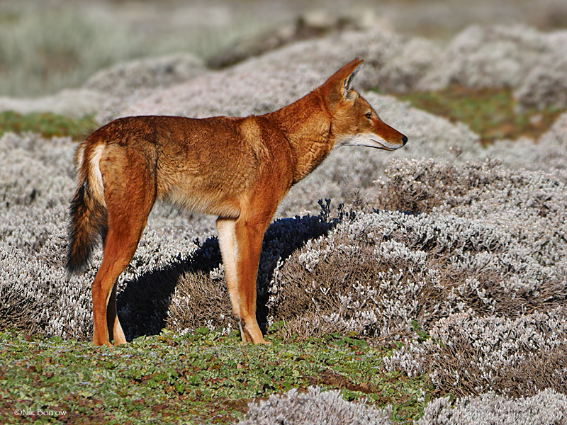Ethiopian Wolf (Canis simensis) - Know Your Mammals