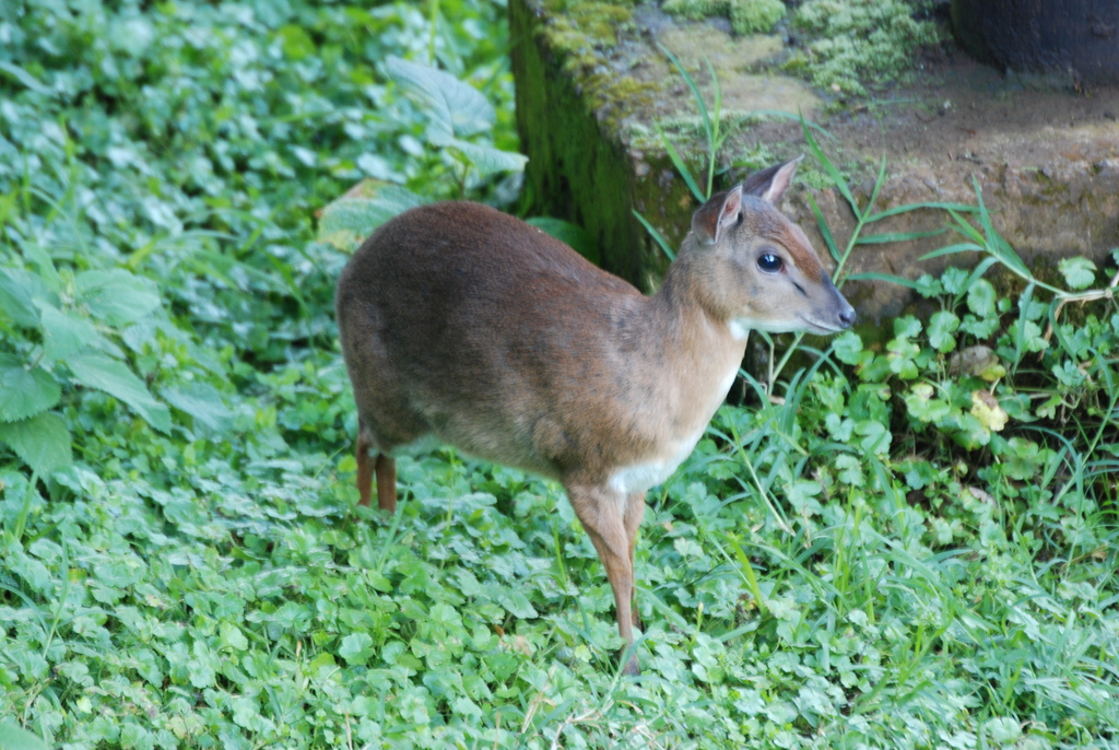 Suni from Nyeri County, Kenia on October 27, 2007 at 04:41 PM by ...