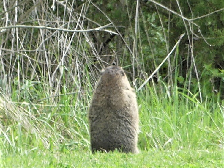 Groundhog from Olathe, KS, USA on April 9, 2020 at 10:19 AM by tatejack ...