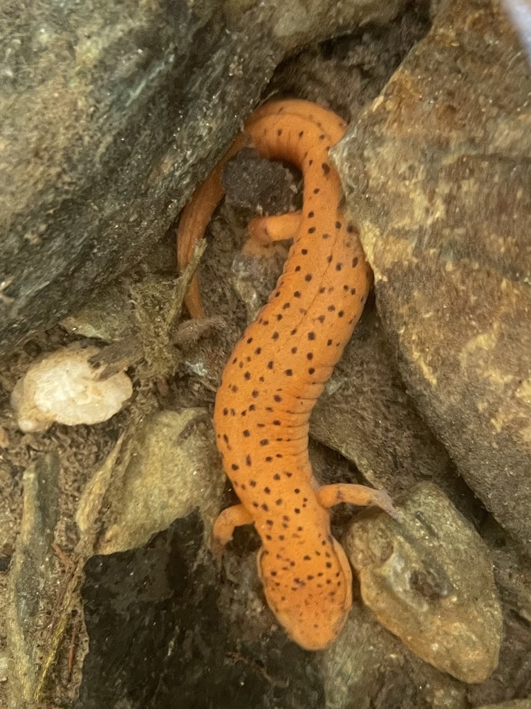 Red Salamander from Moses Cone Memorial Park, Blowing Rock, NC, US on ...