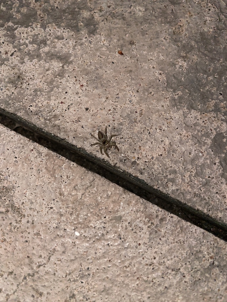 Dimorphic Jumping Spider from Wild Flower Ln, West Simsbury, CT, US on ...