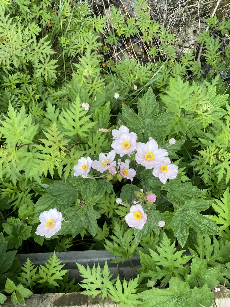 Fall-blooming anemones from 九寨沟县, 阿坝藏族羌族自治州, 四川省, CN on June 26, 2021 ...