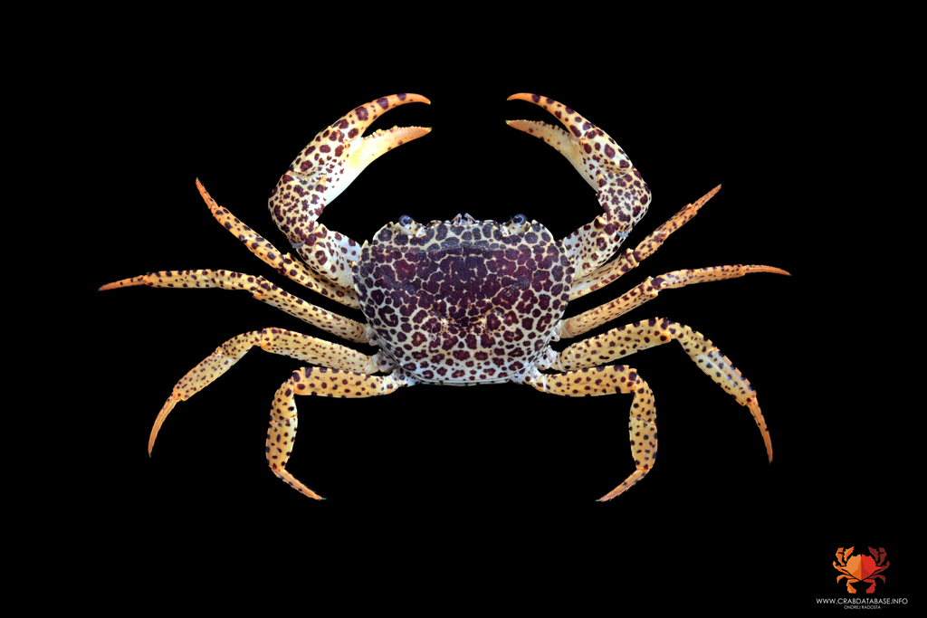 Panther Crab in January 2018 by Ondřej Radosta. https://crabdatabase ...