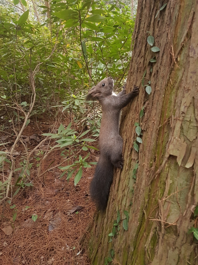 Eurasian Red Squirrel from Hongshan, Wuhan, Hubei, China on January 11 ...