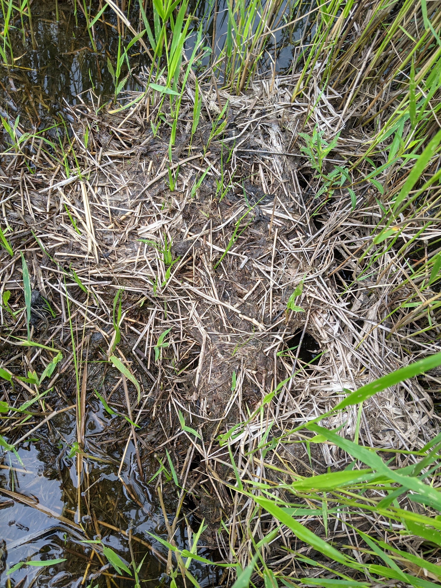 Neofiber alleni True, 1884