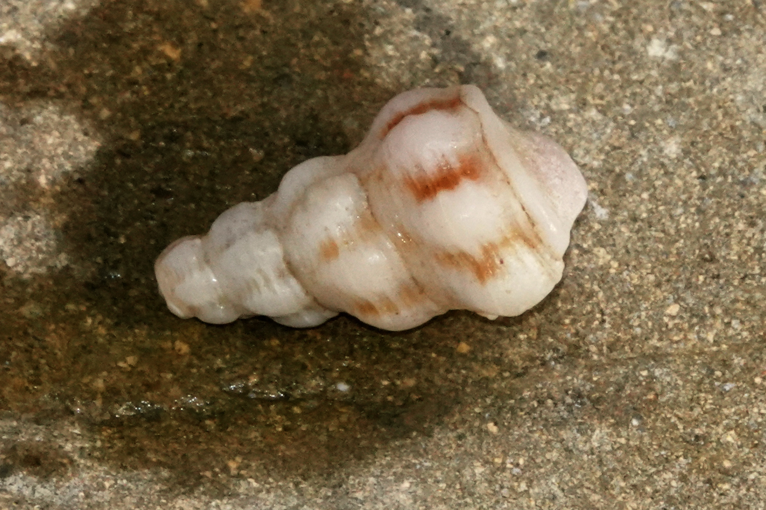 Marmorofusus nicobaricus (Röding, 1798)