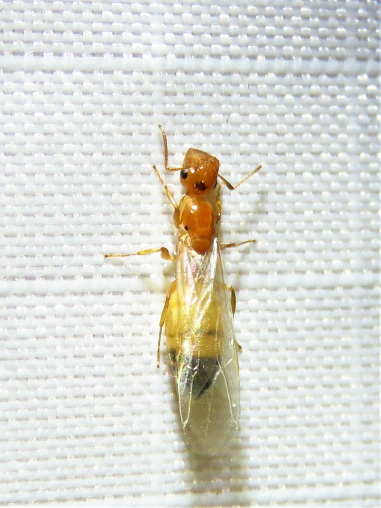 Gate-keeper Ants from Tyler State Park, Smith Co., TX, USA on June 23 ...