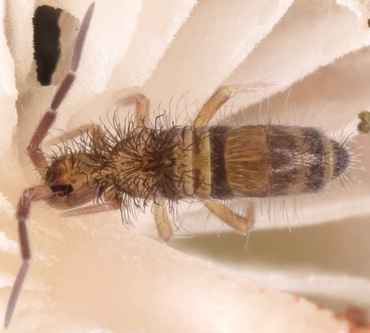 Homidia sauteri (Arthropods of Long Branch/Glencarlyn Park) · iNaturalist