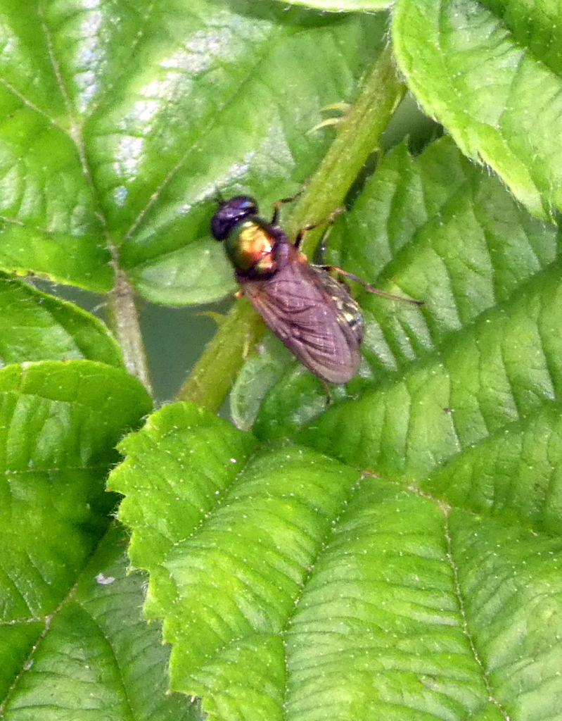 Broad Centurion Fly from 3925 Scherpenzeel, Nederland on June 25, 2021 ...