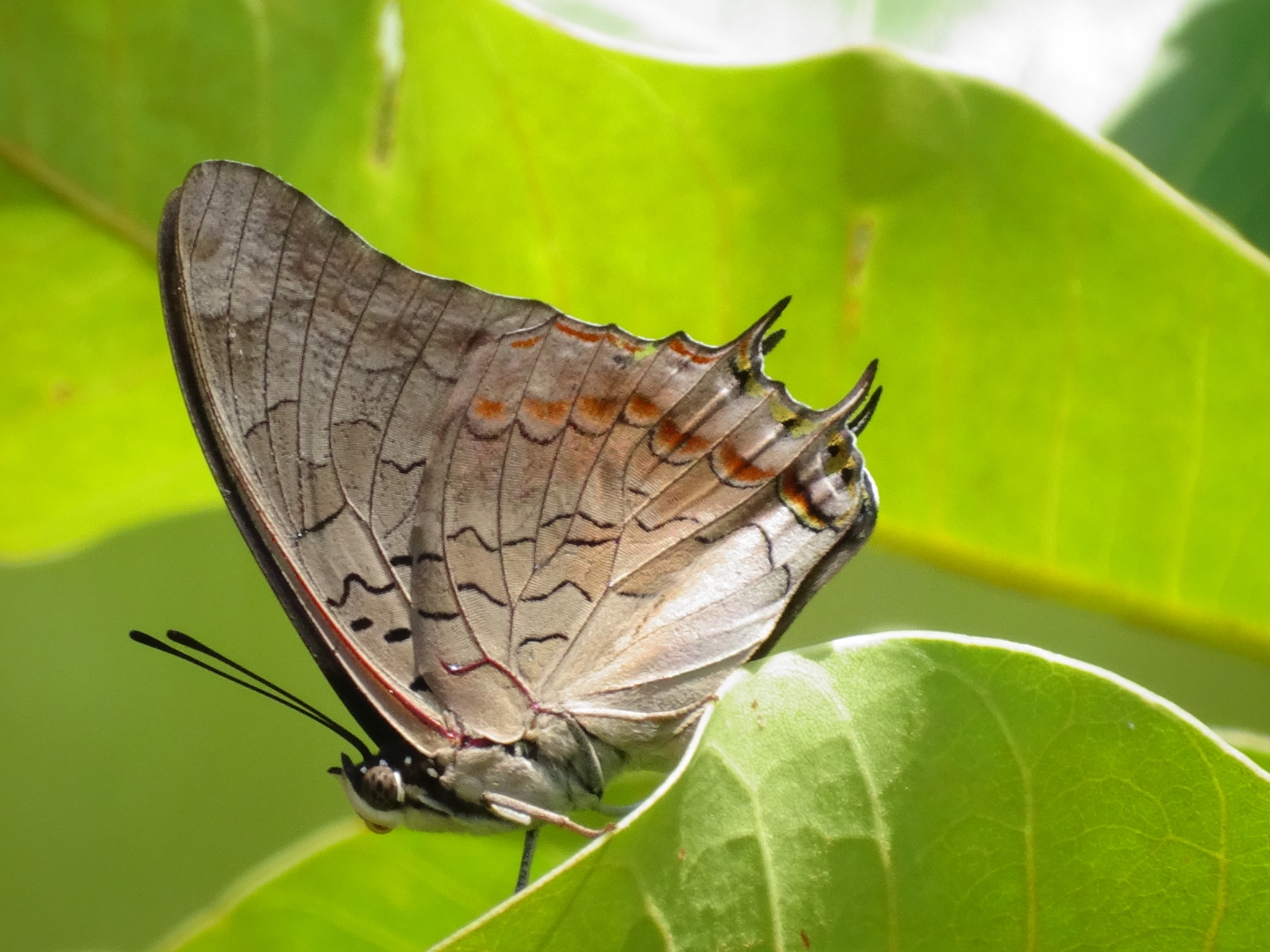 Charaxes viola Butler, 1865