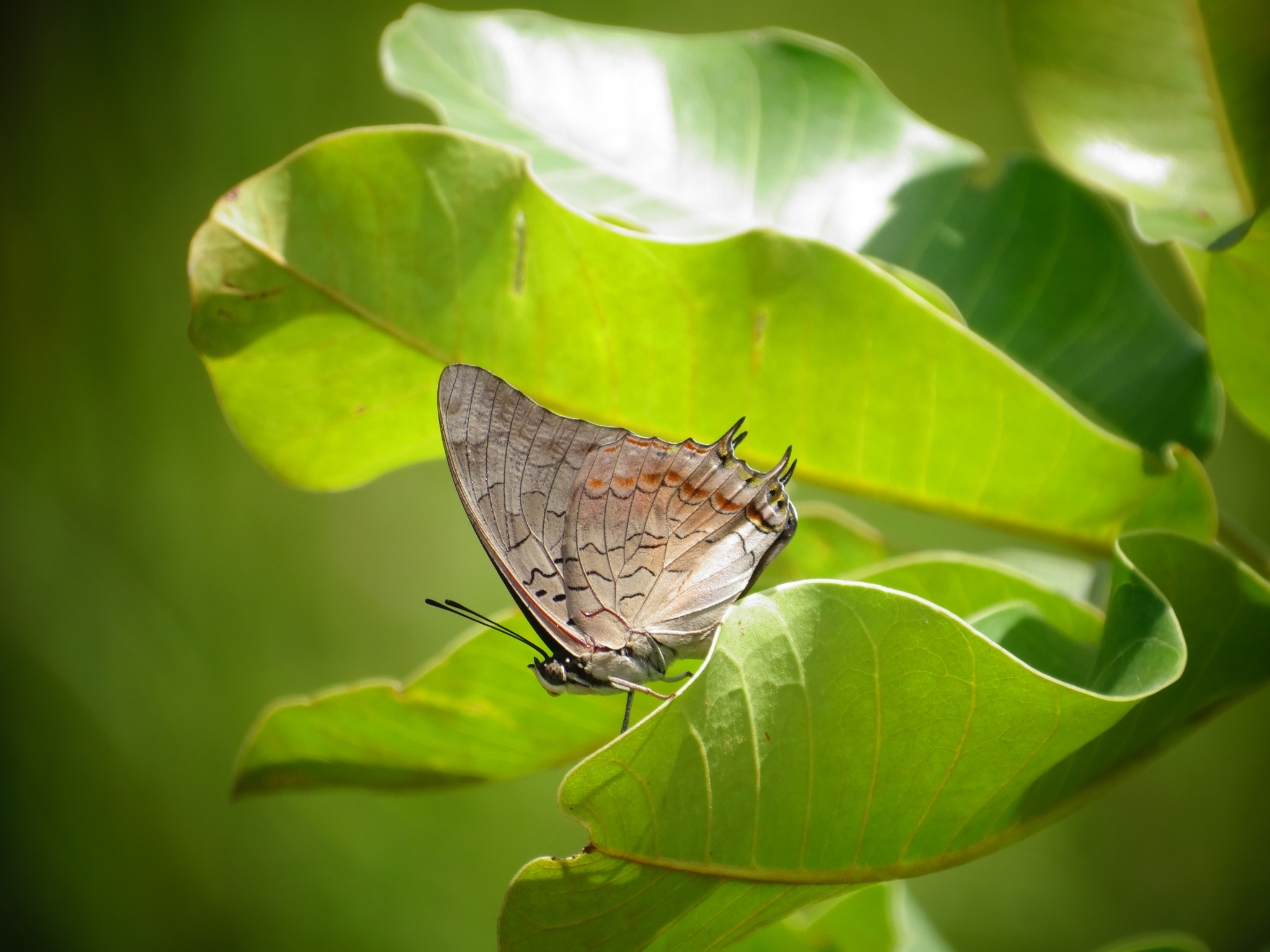 Charaxes viola Butler, 1865
