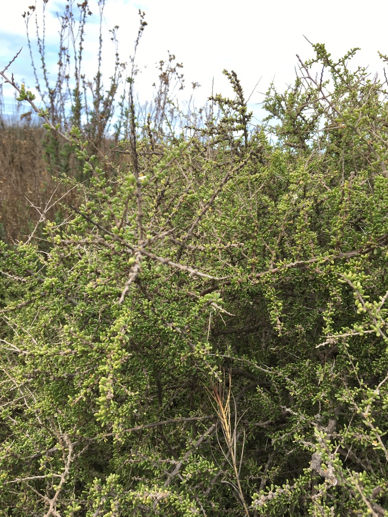California boxthorn from Baja California, MX on March 3, 2018 at 11:00 ...
