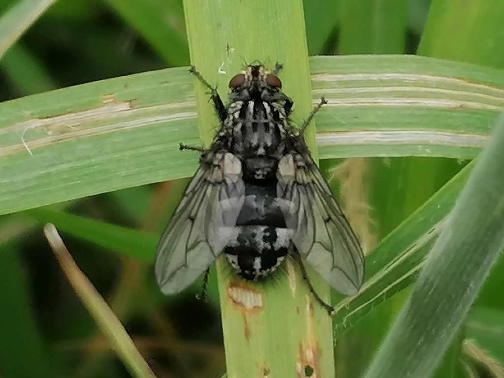 Trixa conspersa from Kolding, DK-SD, DK on June 26, 2021 at 11:48 AM by ...