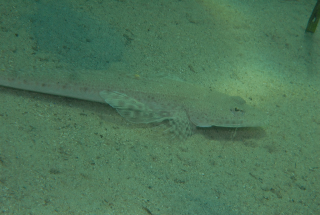 Southern Sand Flathead from Second Valley SA 5204, Australia on March 2 ...