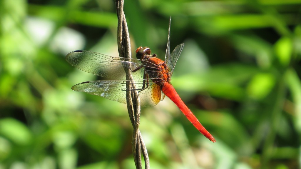 Orange Skimmer from Kota Kinabalu, Sabah, Malaysia on February 28, 2018 ...
