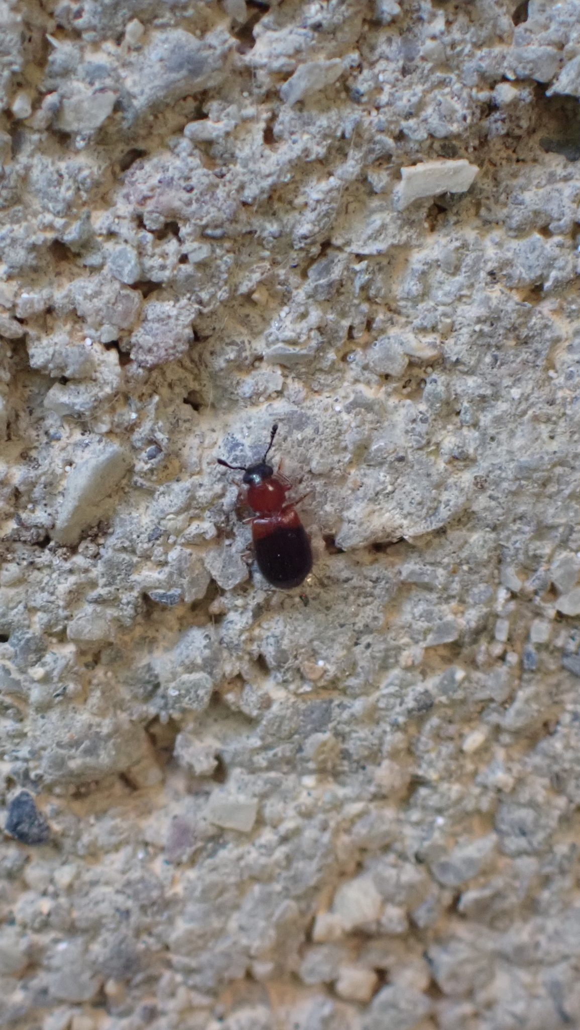 Necrobia ruficollis (Fabricius, 1775)