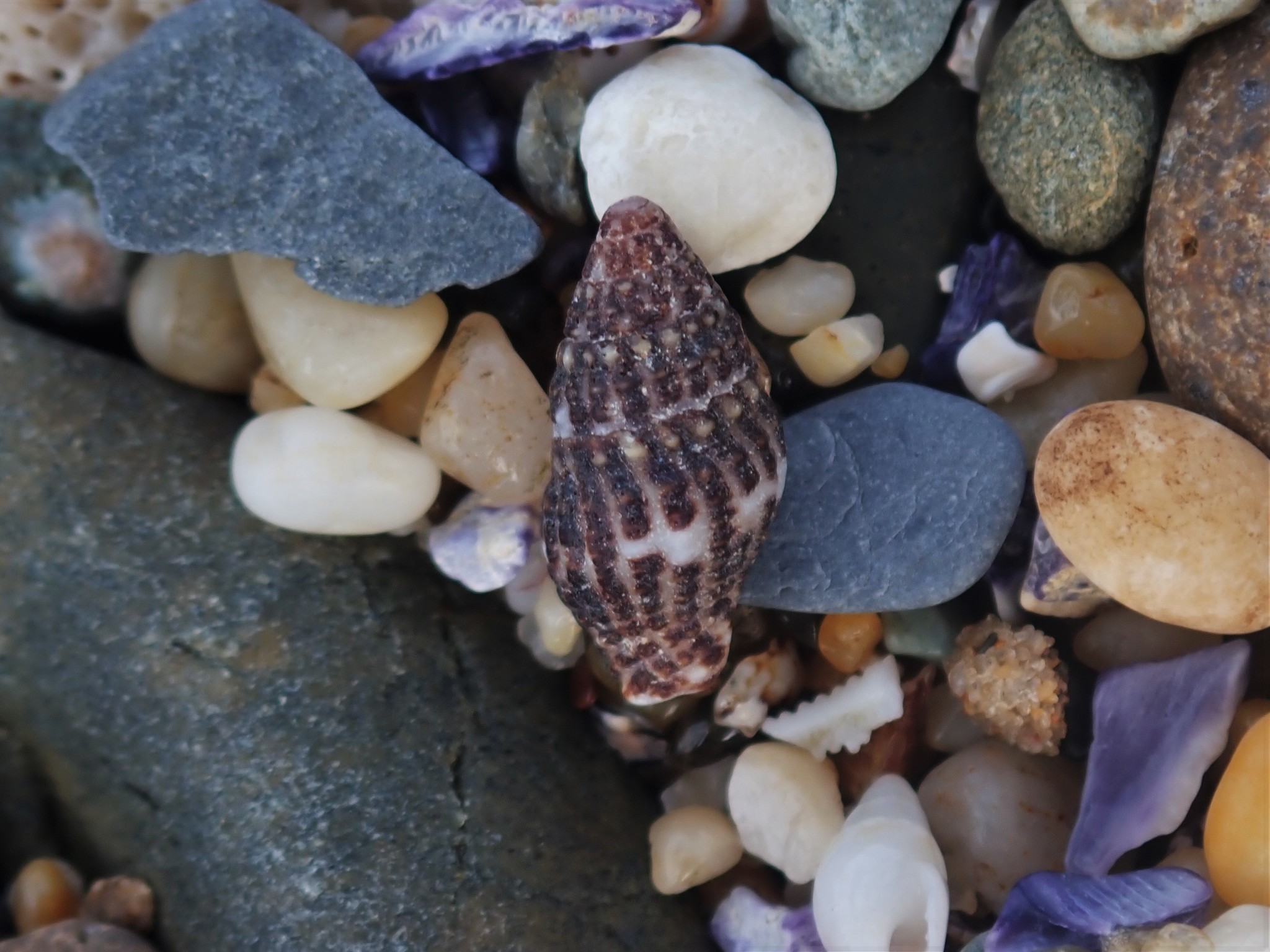 Engina armillata (Reeve, 1846)