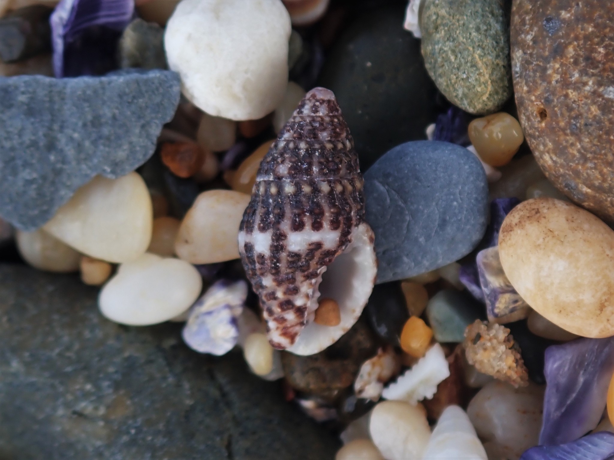 Engina armillata (Reeve, 1846)