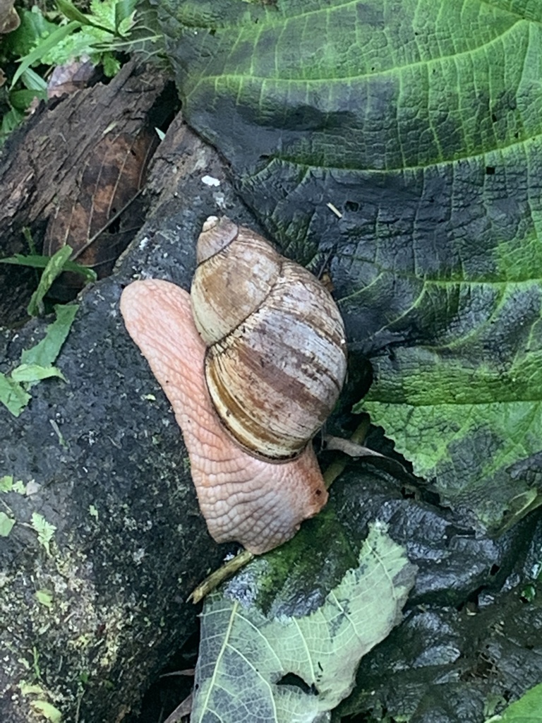 Megalobulimus popelairianus from Quito, Pichincha, EC on June 25, 2021 ...