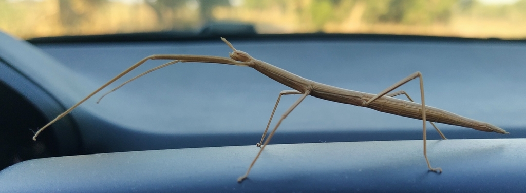 French stick insect from 2135 Samora Correia, Portugal on June 26, 2021 ...