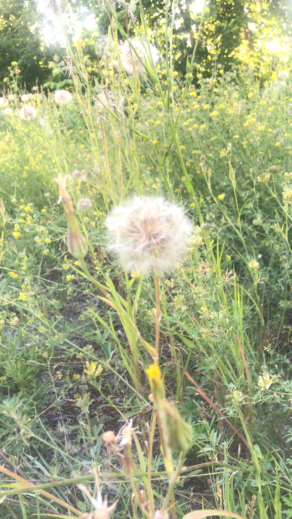 Salsifies from Омск on June 26, 2021 at 07:18 PM by l0ve · iNaturalist