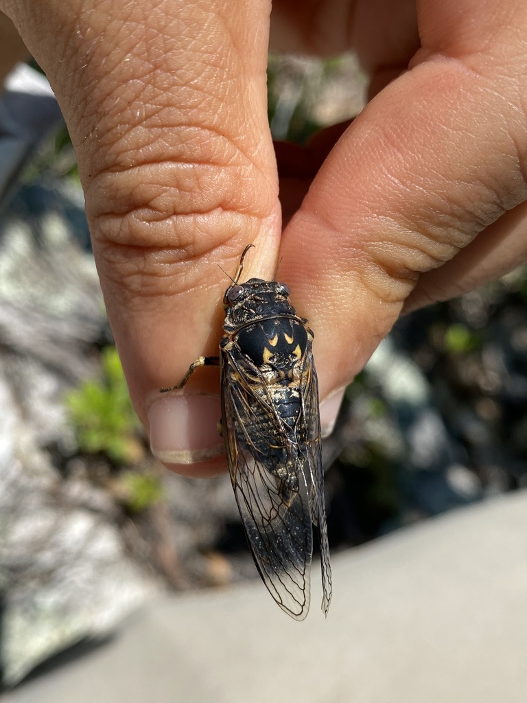 Canadian Cicada from Marquette, MI, US on June 25, 2021 at 02:41 PM by ...